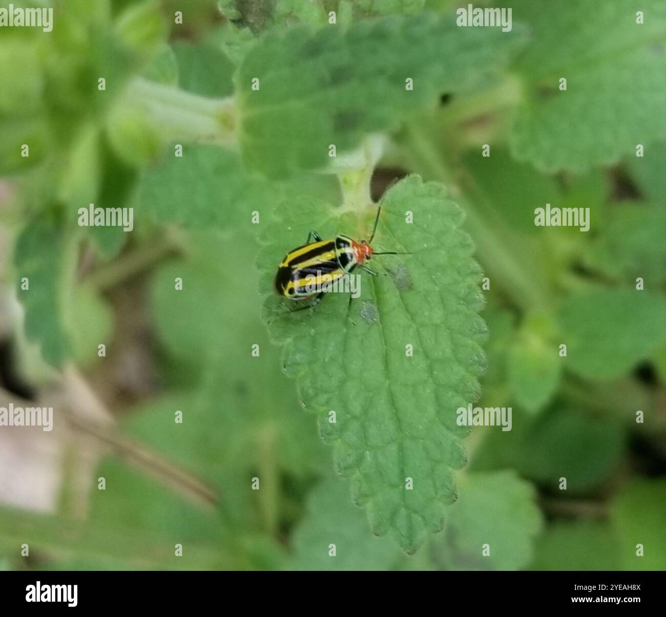 Four-lined Plant Bug (Poecilocapsus lineatus Stock Photo - Alamy