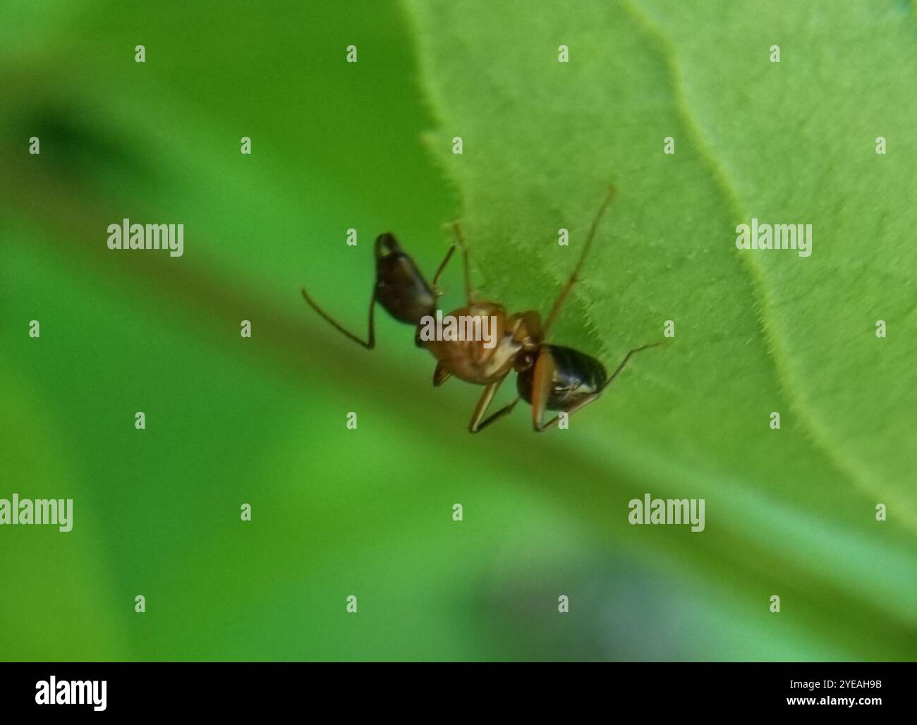 Texas Carpenter Ant (Camponotus texanus Stock Photo - Alamy