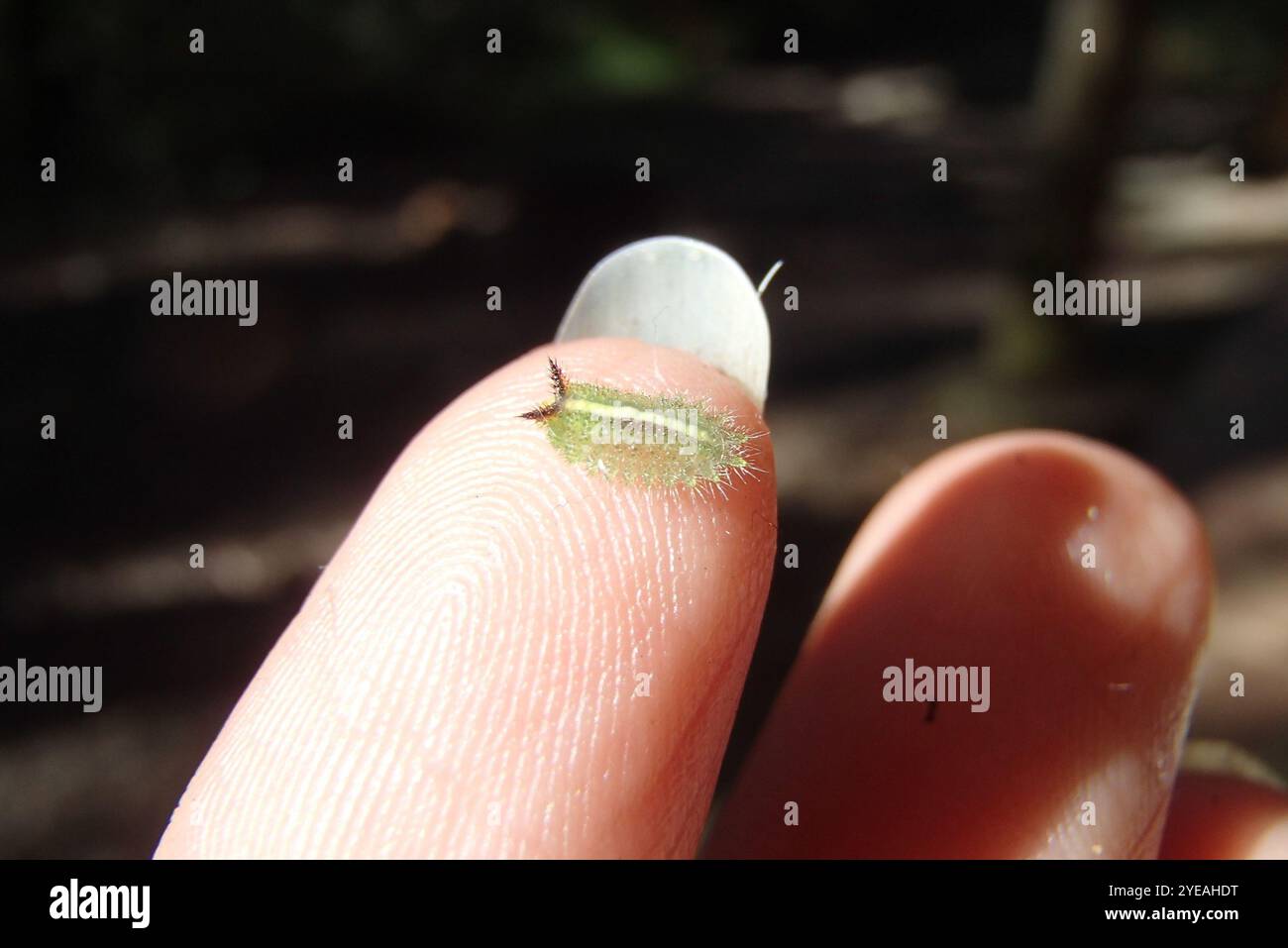 Slug Caterpillar Moths (Limacodidae Stock Photo - Alamy