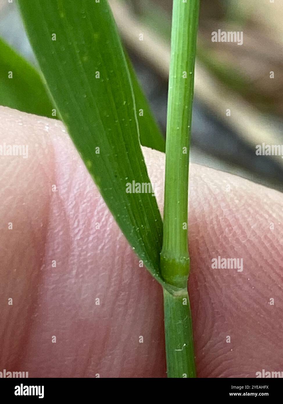 little barley (Hordeum pusillum Stock Photo - Alamy