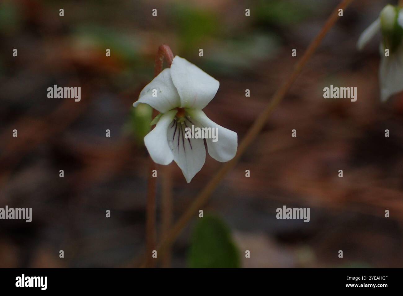primrose-leaved violet (Viola primulifolia Stock Photo - Alamy