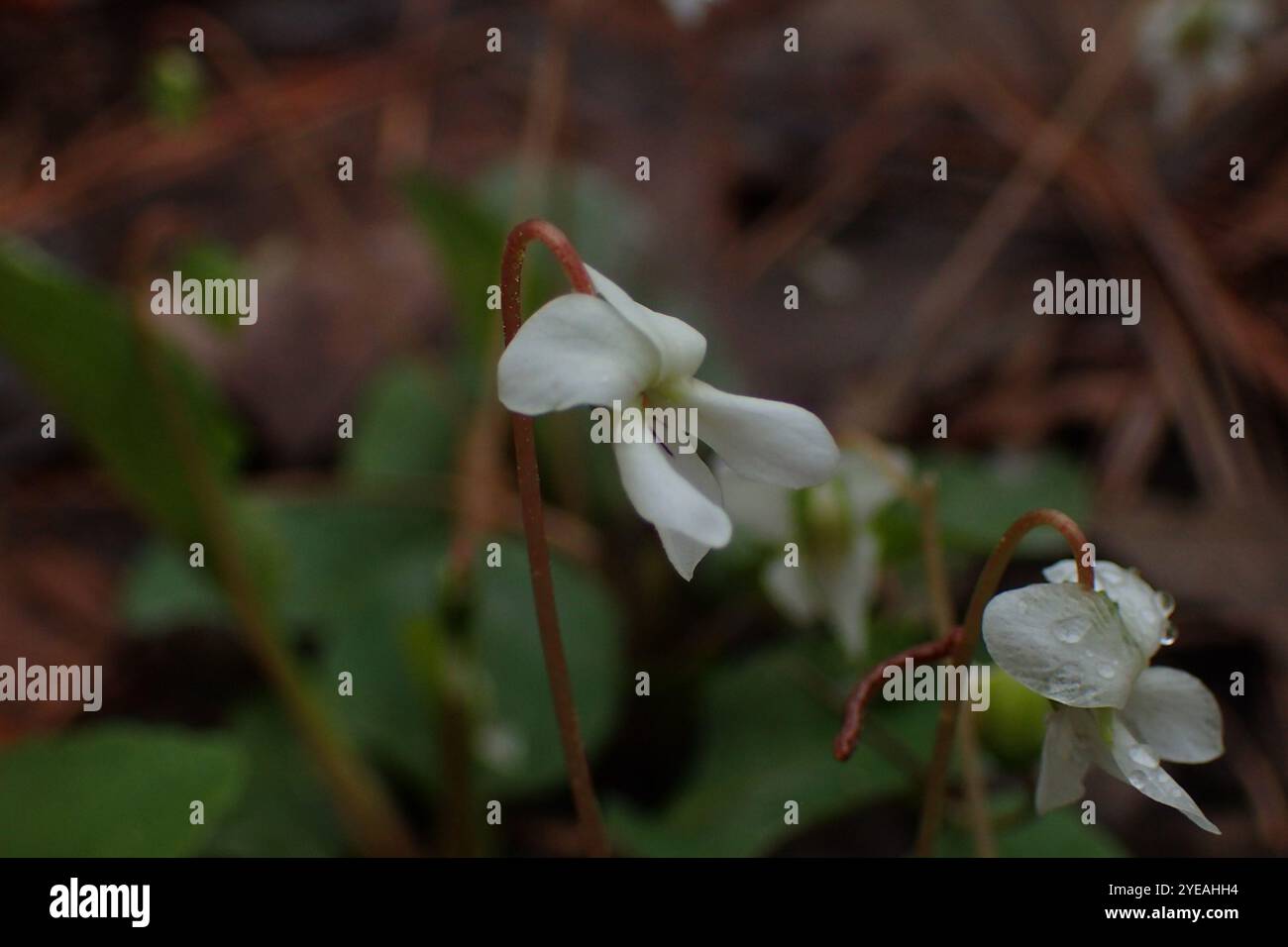 primrose-leaved violet (Viola primulifolia Stock Photo - Alamy