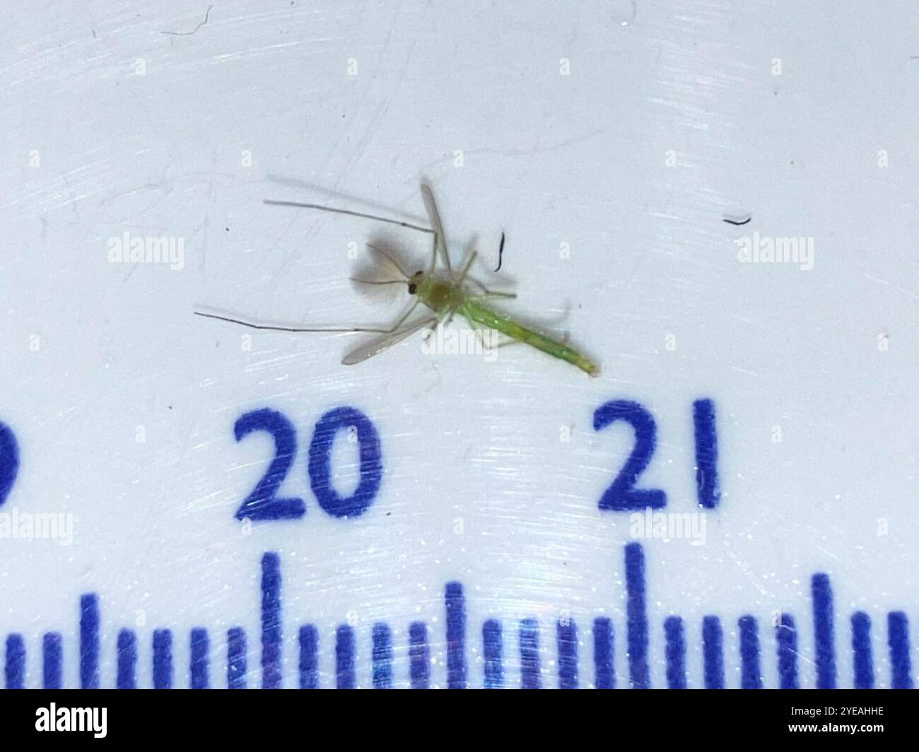 Non-biting Midges (Chironomidae Stock Photo - Alamy