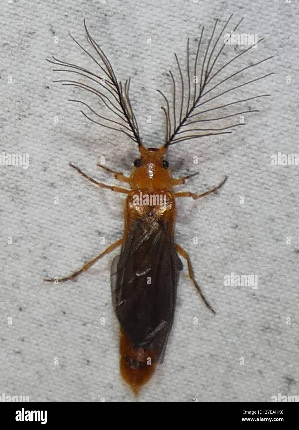 Phengodes hi-res stock photography and images - Alamy