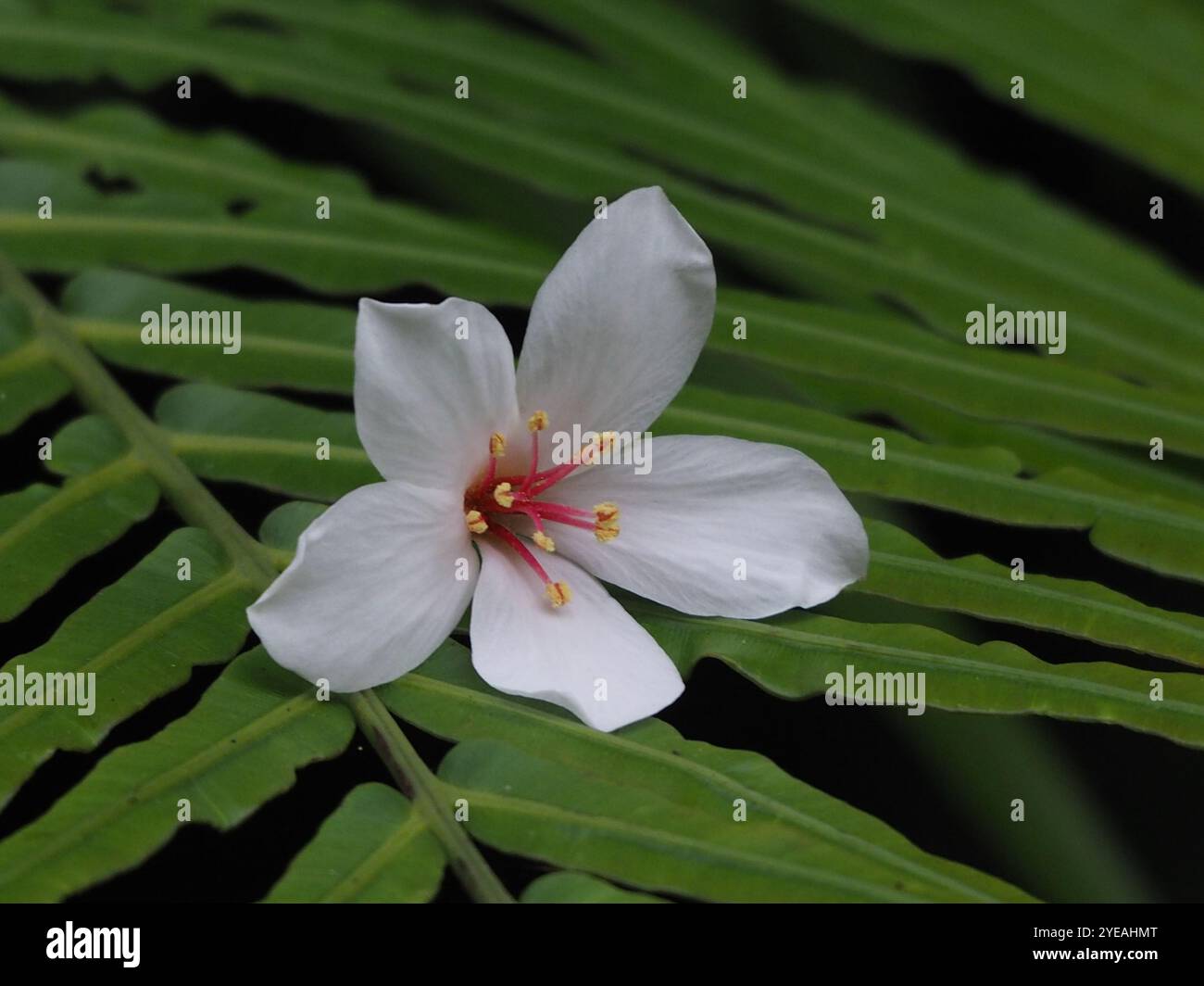 Mu oil tree hi-res stock photography and images - Alamy