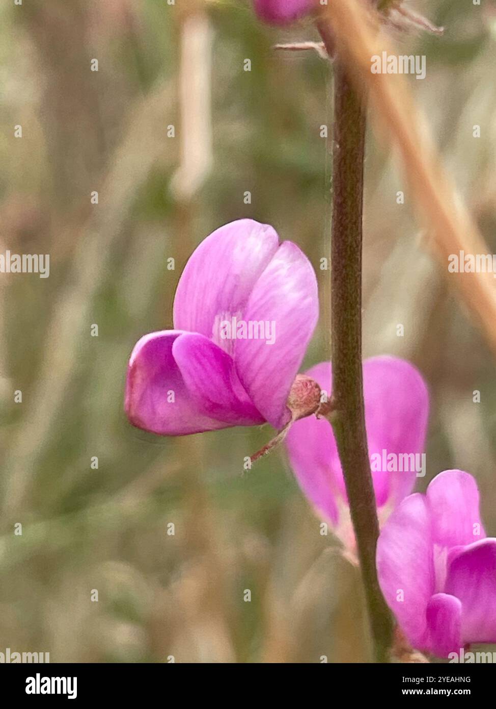 Boreal Sweet-vetch (Hedysarum boreale Stock Photo - Alamy
