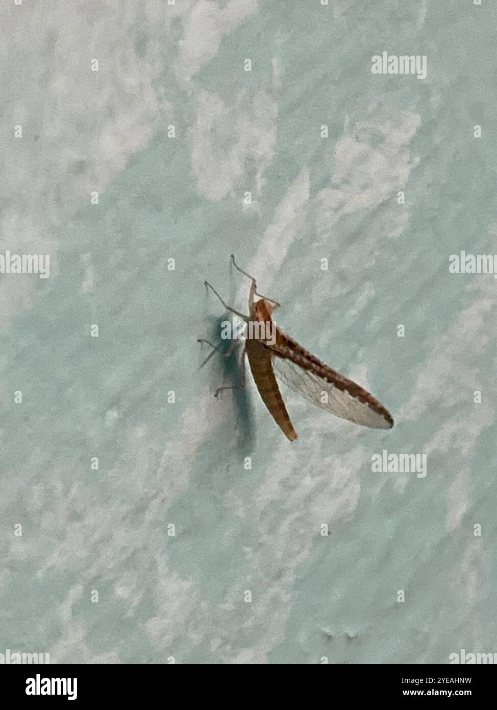 Callibaetis hi-res stock photography and images - Alamy