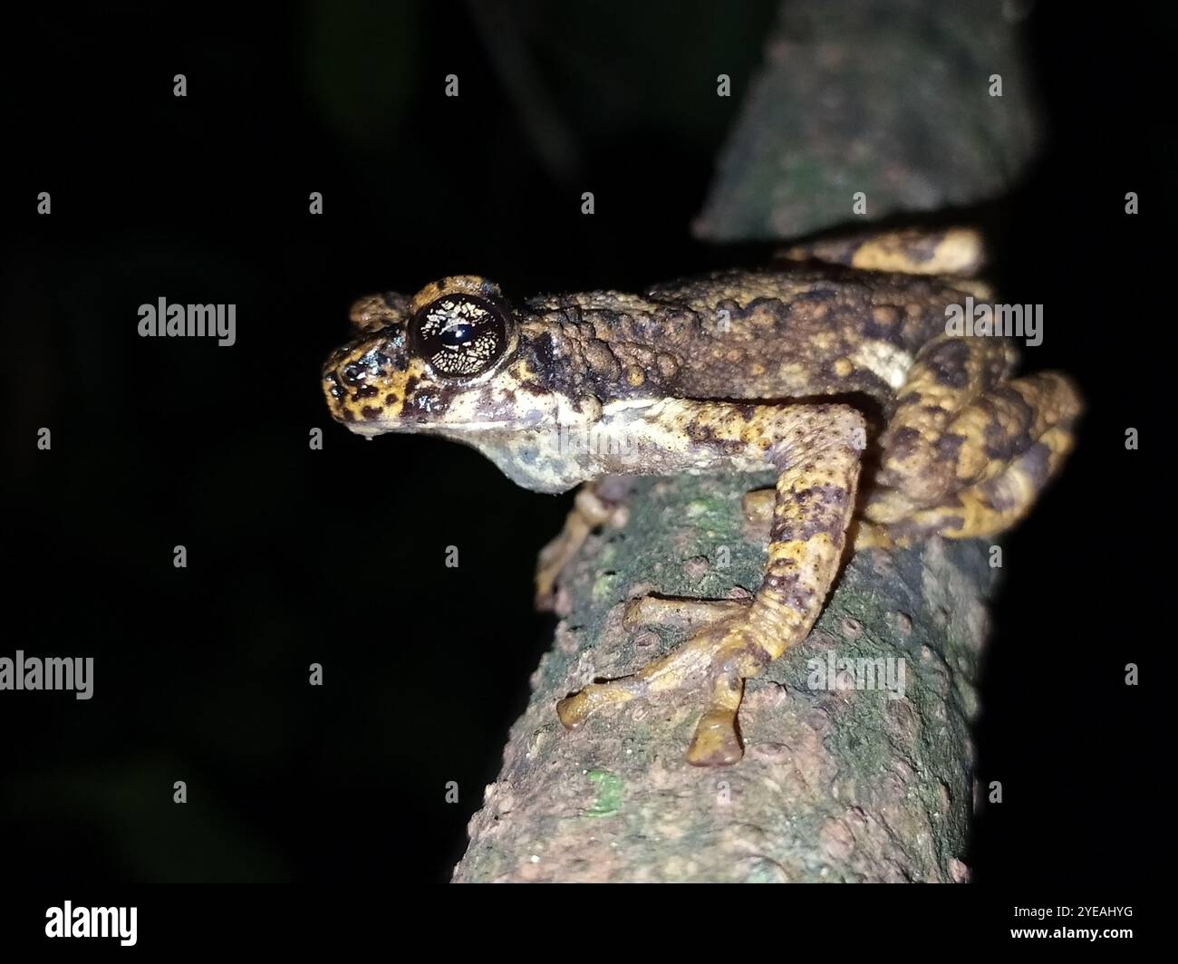 Malabar Tree Toad (Pedostibes tuberculosus Stock Photo - Alamy