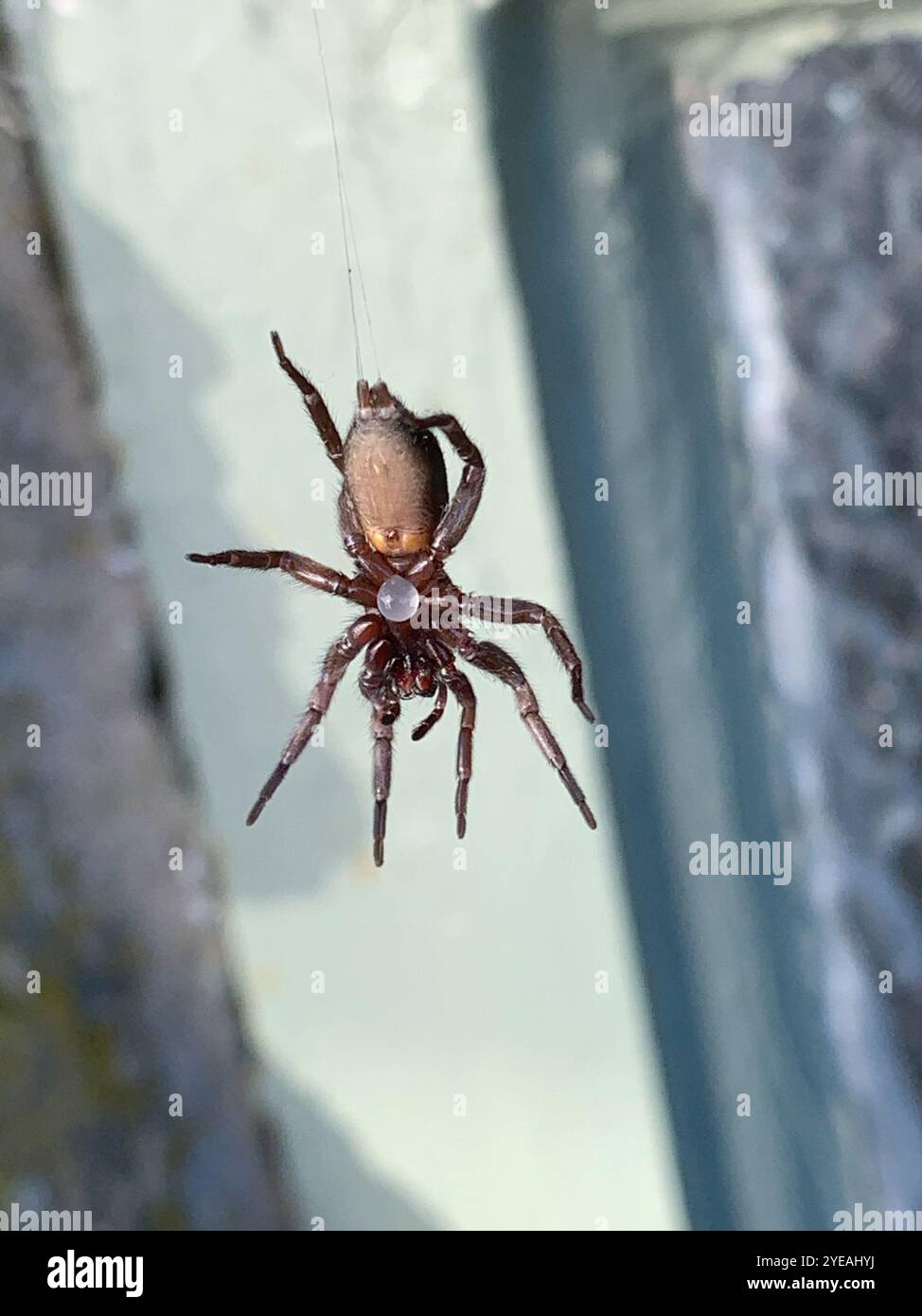 Scotophaeus blackwalli hi-res stock photography and images - Alamy