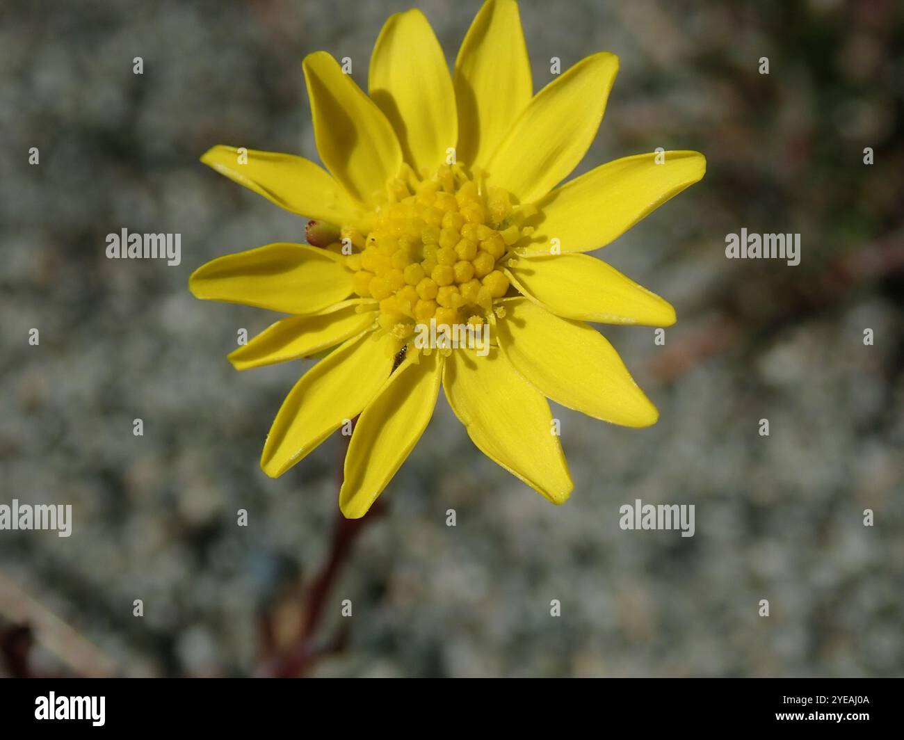 spring gold (Crocidium multicaule Stock Photo - Alamy