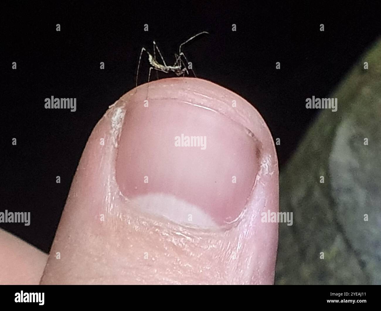 Thread-legged Bugs (Emesinae Stock Photo - Alamy