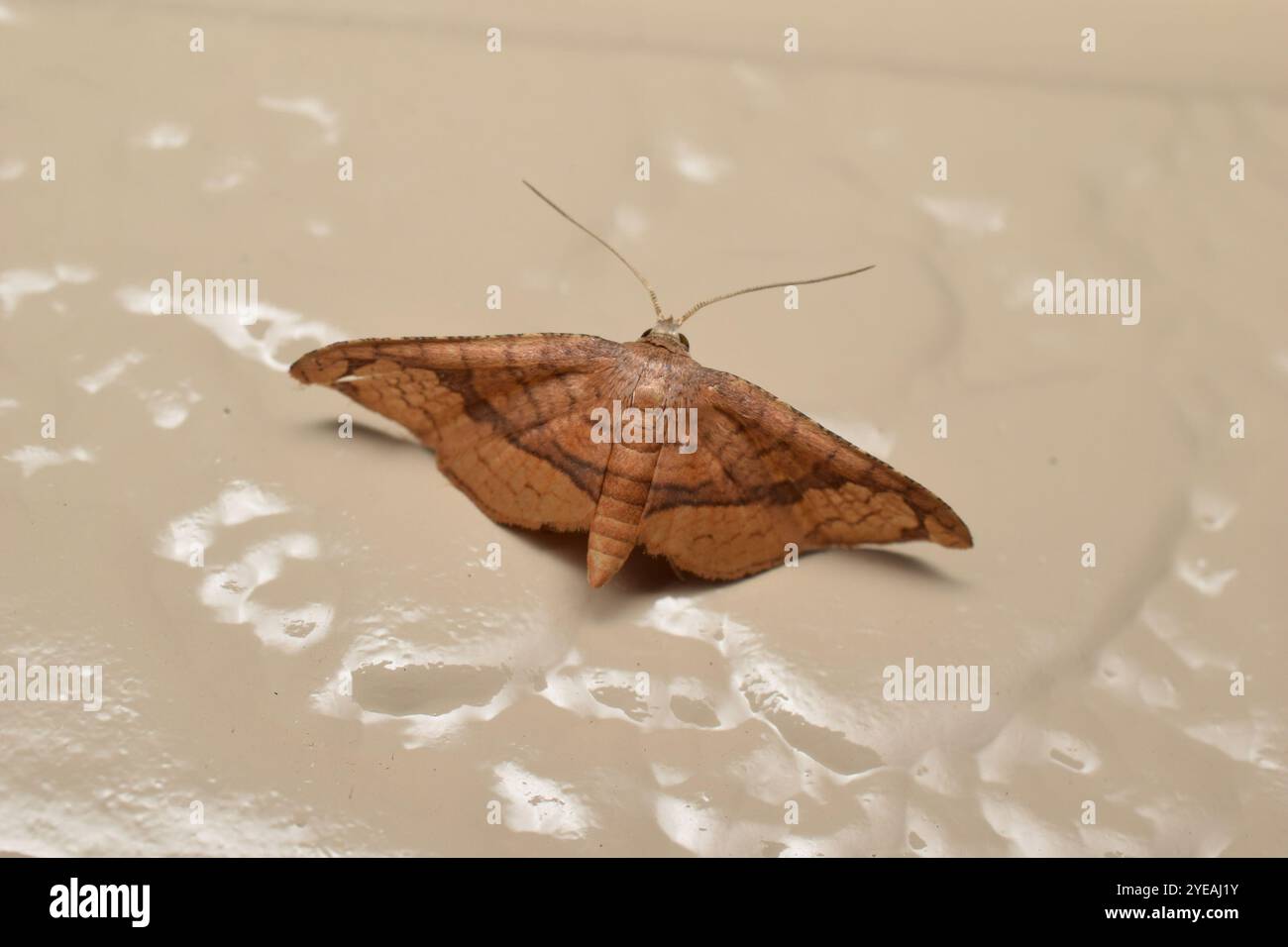 Rhodoneura hi-res stock photography and images - Alamy
