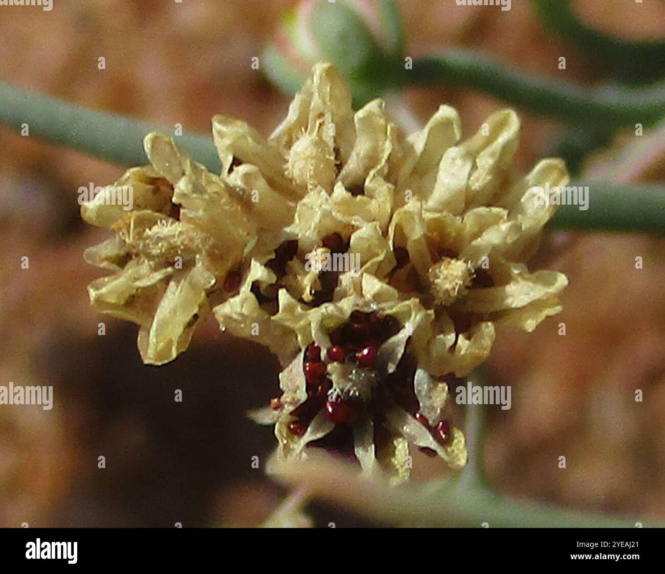 African Saltsorrel (Kewa bowkeriana Stock Photo - Alamy
