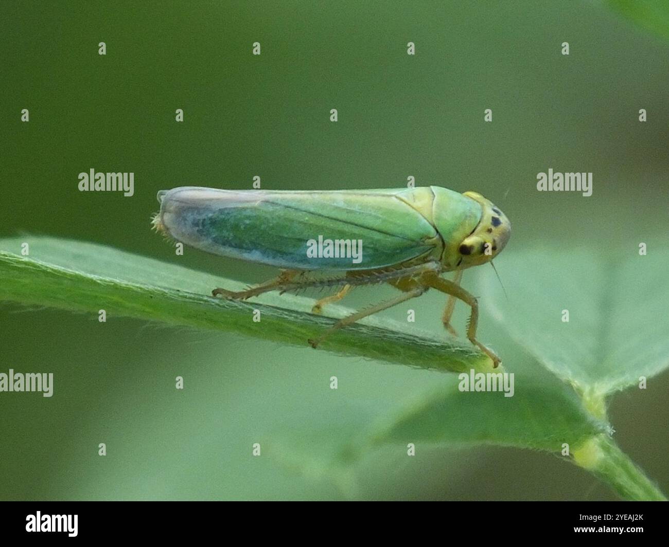 Green Leafhopper (Cicadella viridis Stock Photo - Alamy