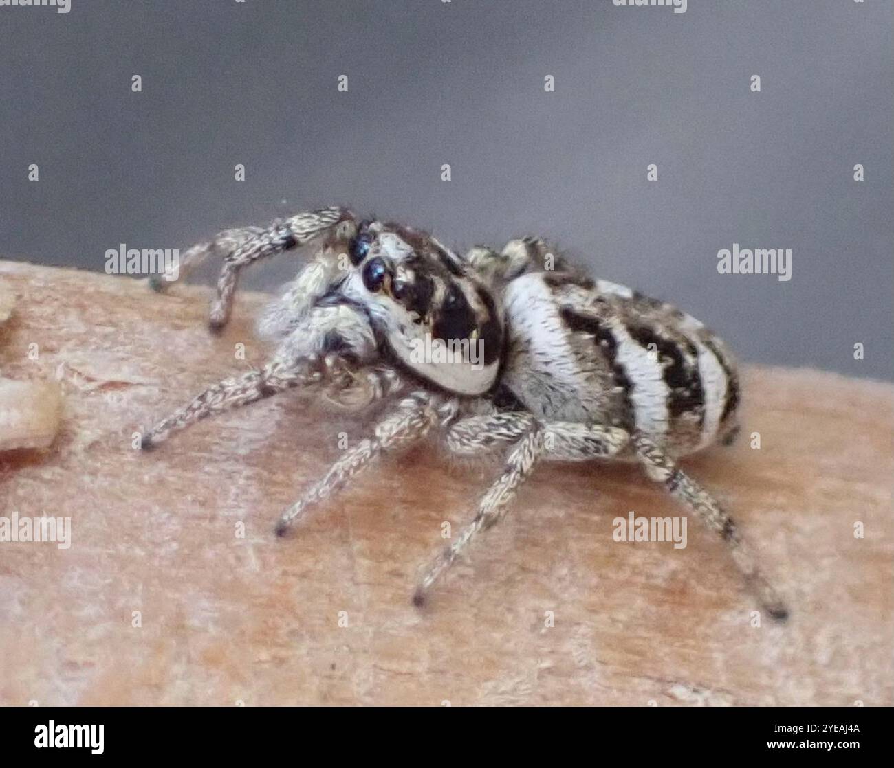 Zebra Jumping Spider (Salticus scenicus Stock Photo - Alamy