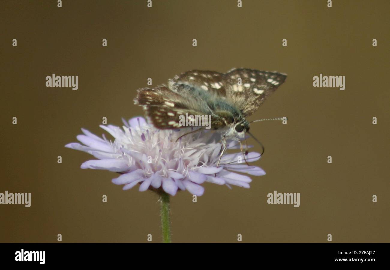 Orbed skipper hi-res stock photography and images - Alamy