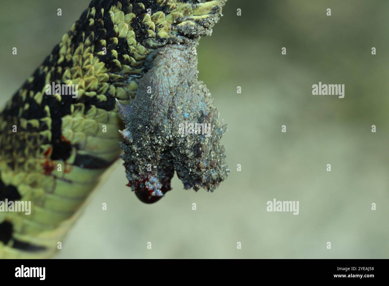 Puff Adder (Bitis arietans Stock Photo - Alamy