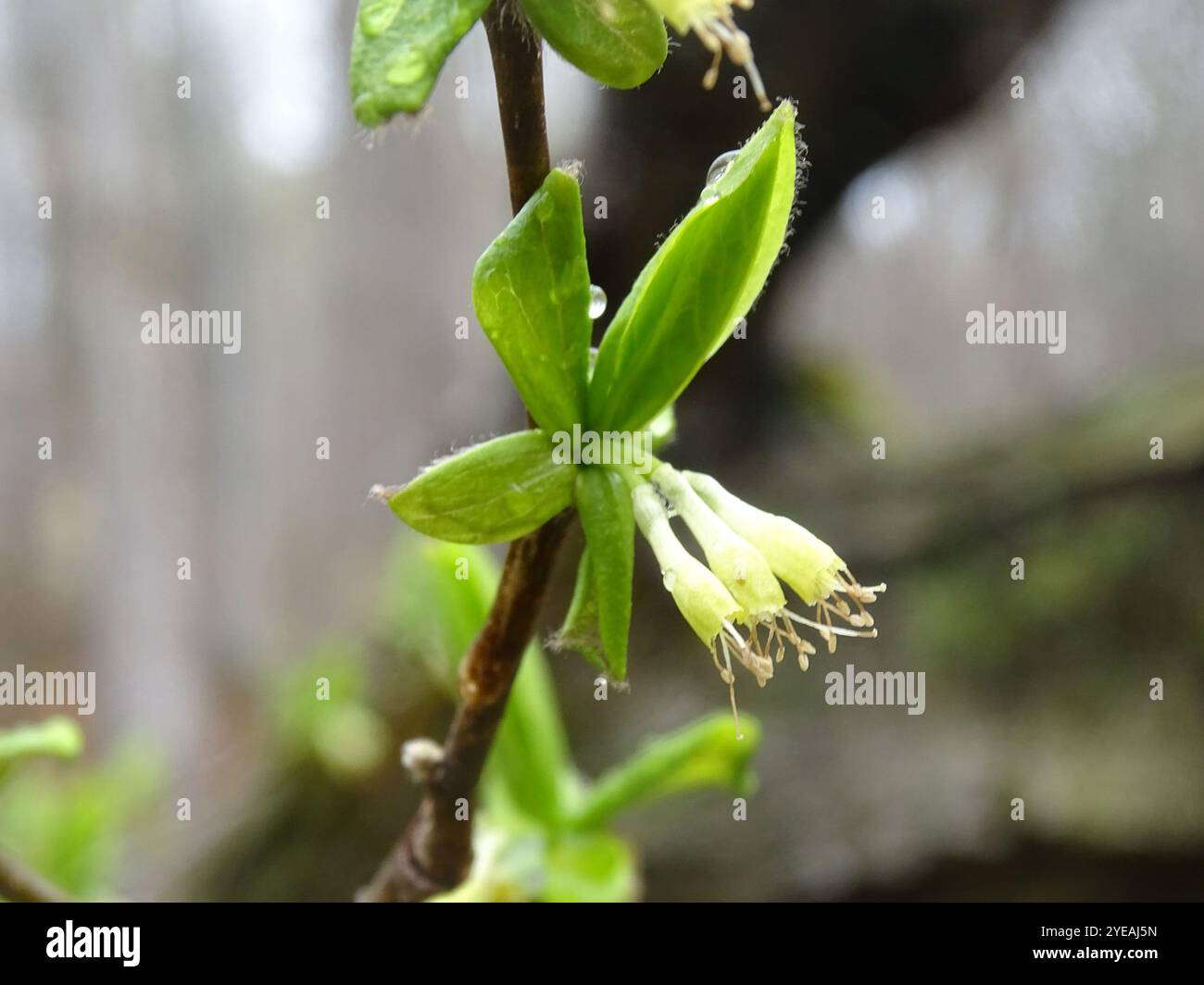 eastern leatherwood (Dirca palustris Stock Photo - Alamy