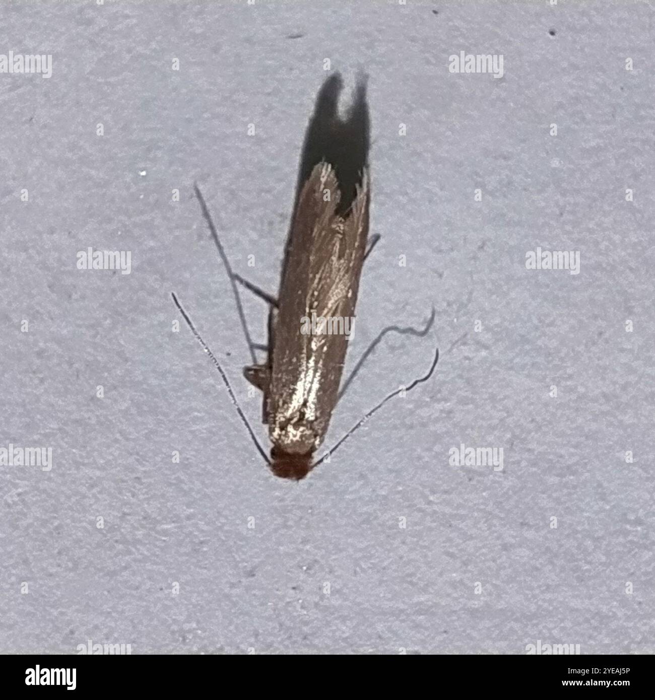 Webbing Clothes Moth (Tineola bisselliella Stock Photo - Alamy