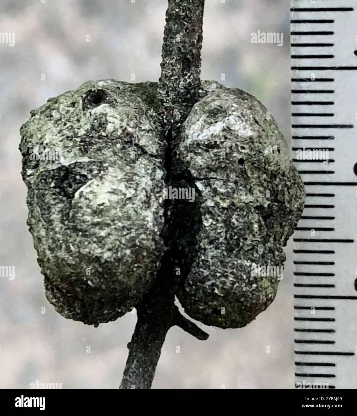 Horned Oak Gall Wasp (Callirhytis quercuscornigera Stock Photo - Alamy