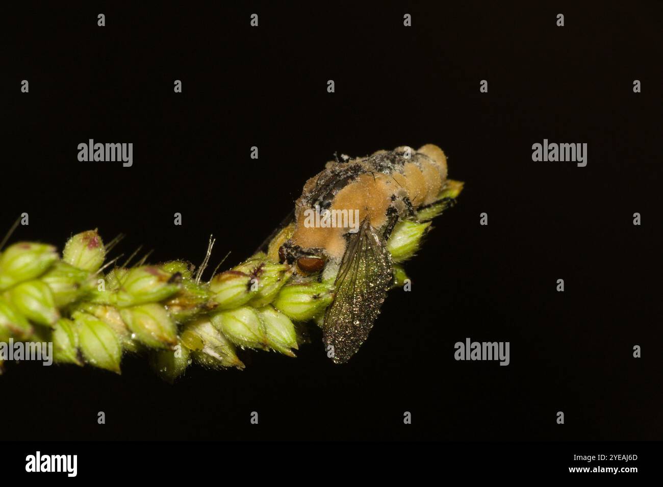 Entomophthorales hi-res stock photography and images - Alamy