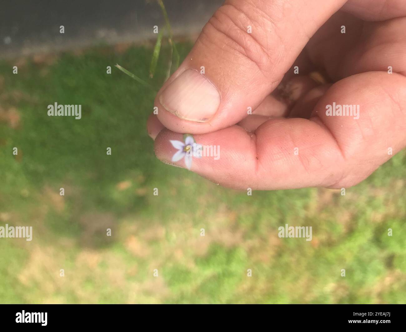 Pigroot hi-res stock photography and images - Alamy