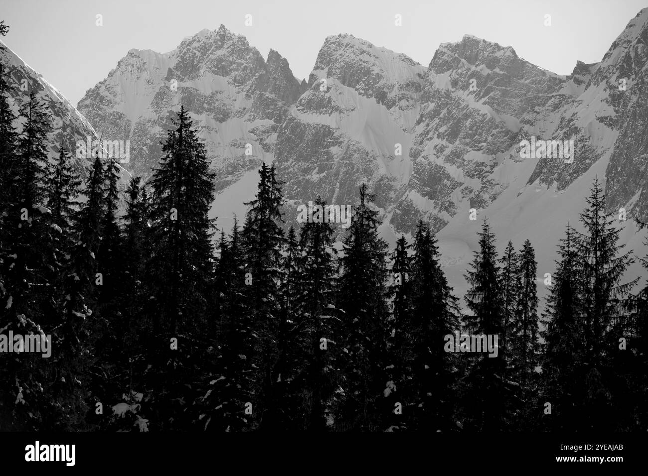 Black and White image of conifer trees in front of view of jagged, snow ...