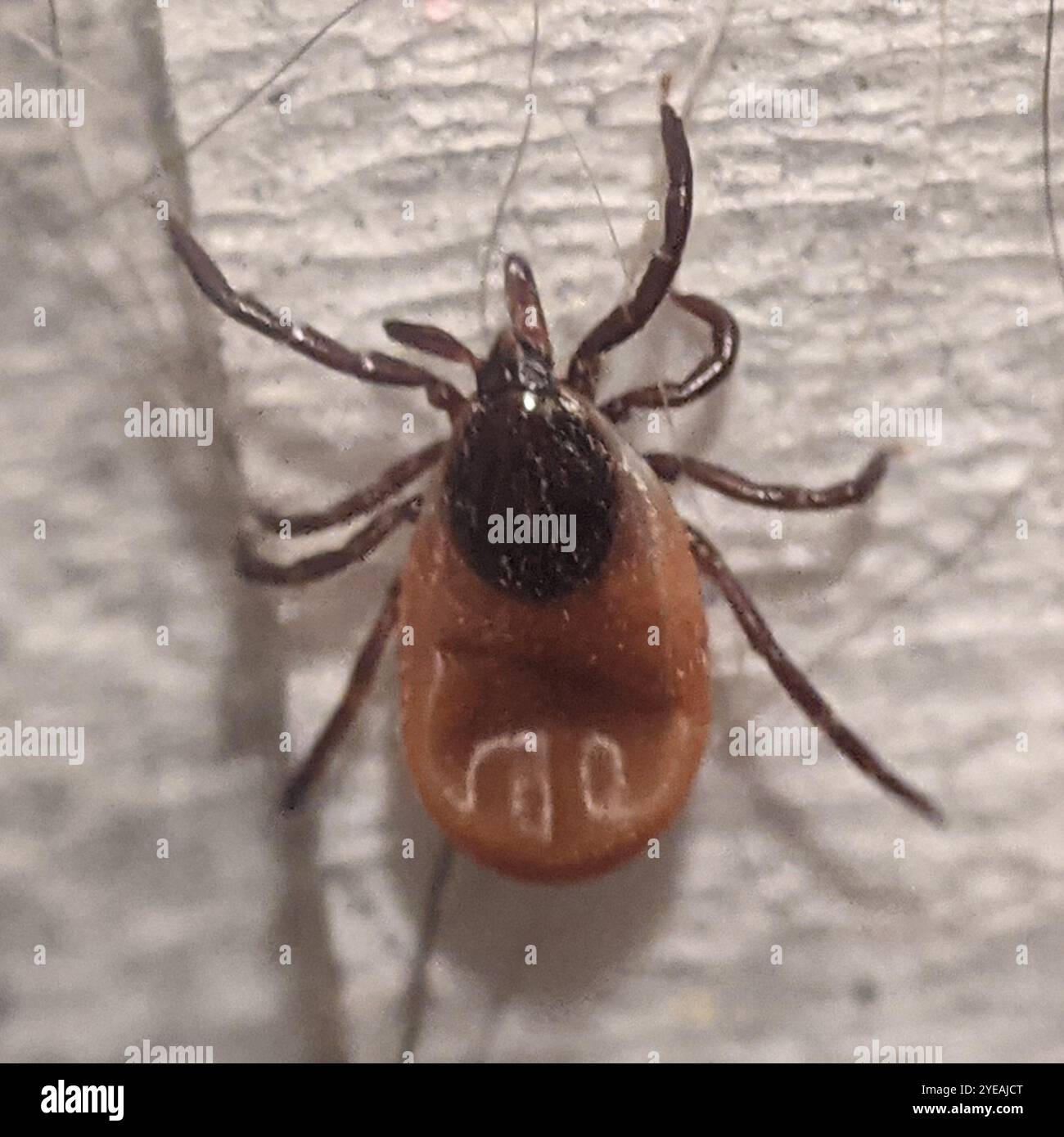 Eastern Black-legged Tick (Ixodes scapularis Stock Photo - Alamy