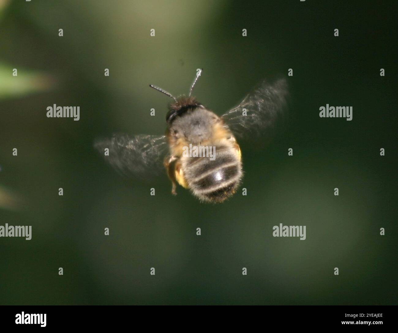 Common Digger Bees (Anthophora Stock Photo - Alamy