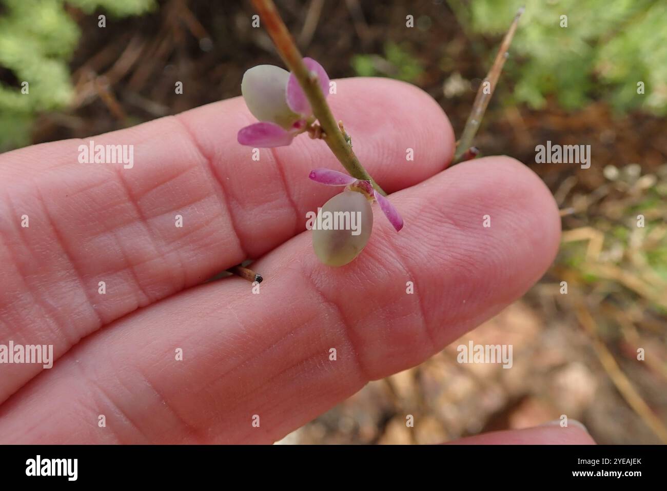 tortoise berry (Muraltia spinosa Stock Photo - Alamy