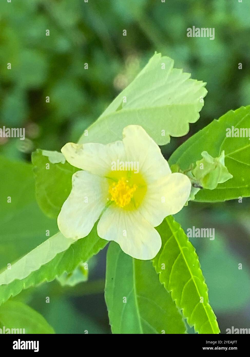 Cuban jute (Sida rhombifolia Stock Photo - Alamy