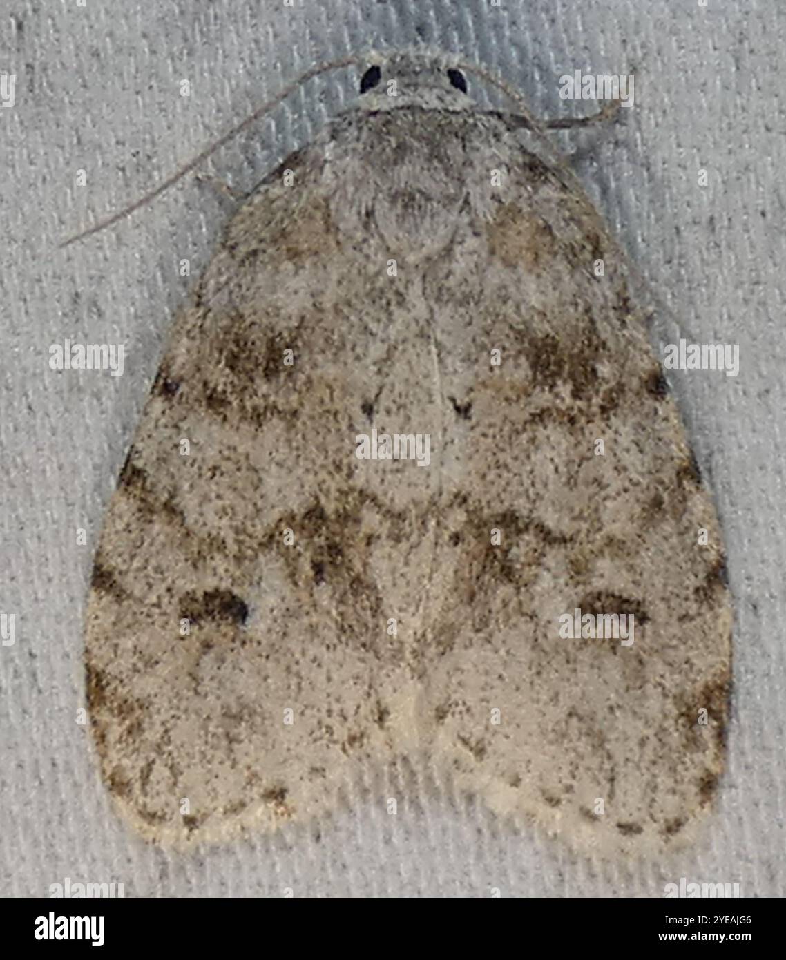 Little White Lichen Moth (Clemensia albata Stock Photo - Alamy