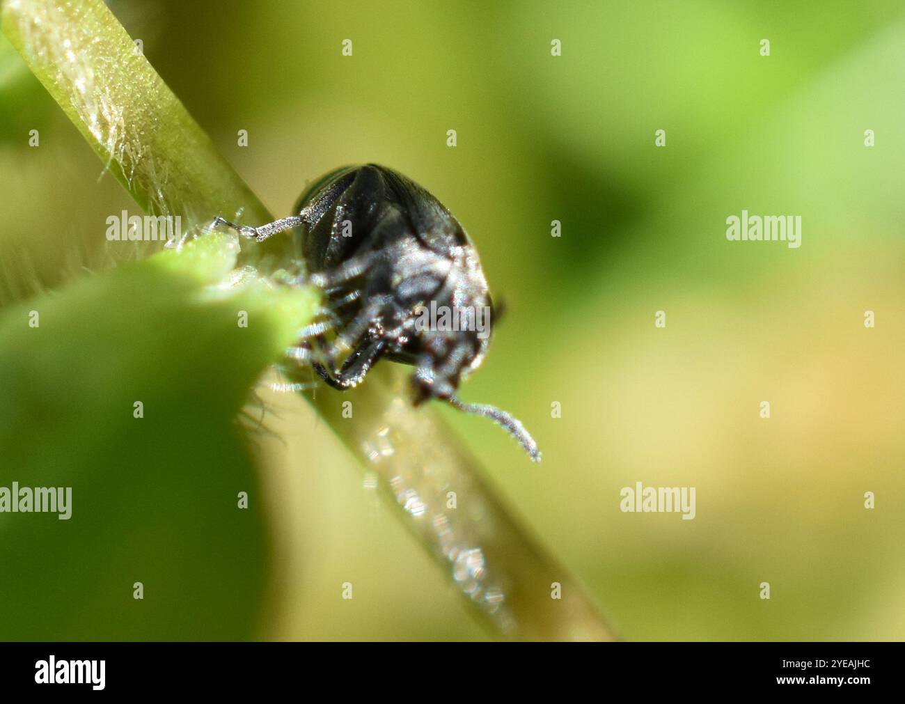 Pea and bean weevils hi-res stock photography and images - Alamy