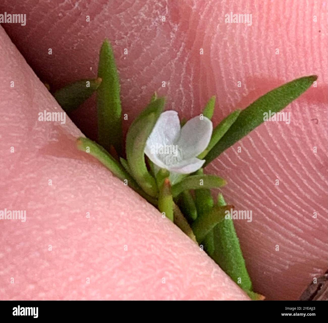 Rust Weed (Polypremum procumbens Stock Photo - Alamy
