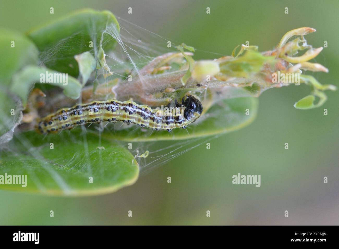 Box Tree Moth (Cydalima perspectalis Stock Photo - Alamy