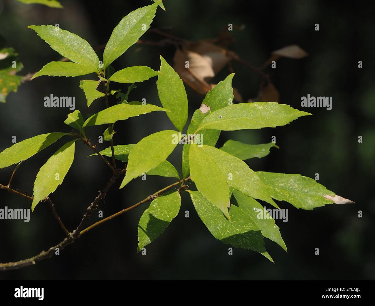 ring-cupped oak (Quercus glauca Stock Photo - Alamy