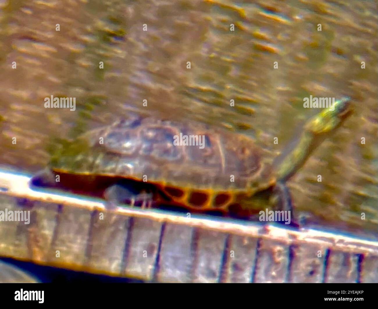 Common thread turtle (Mauremys sinensis Stock Photo - Alamy