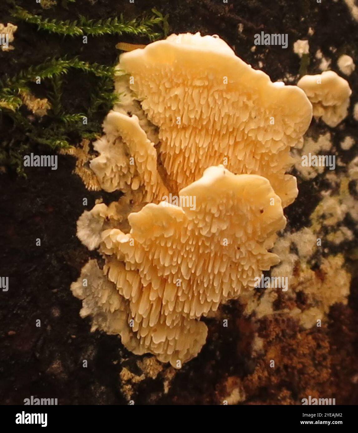 Cerrena hi-res stock photography and images - Alamy