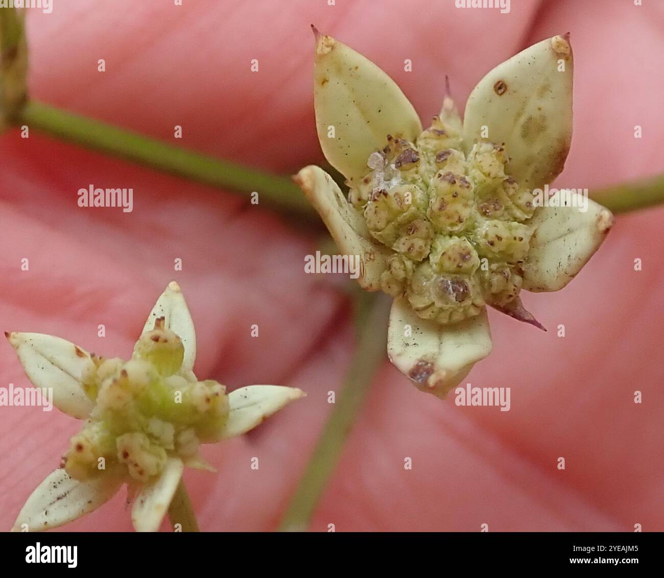 Alepidea amatymbica hi-res stock photography and images - Alamy