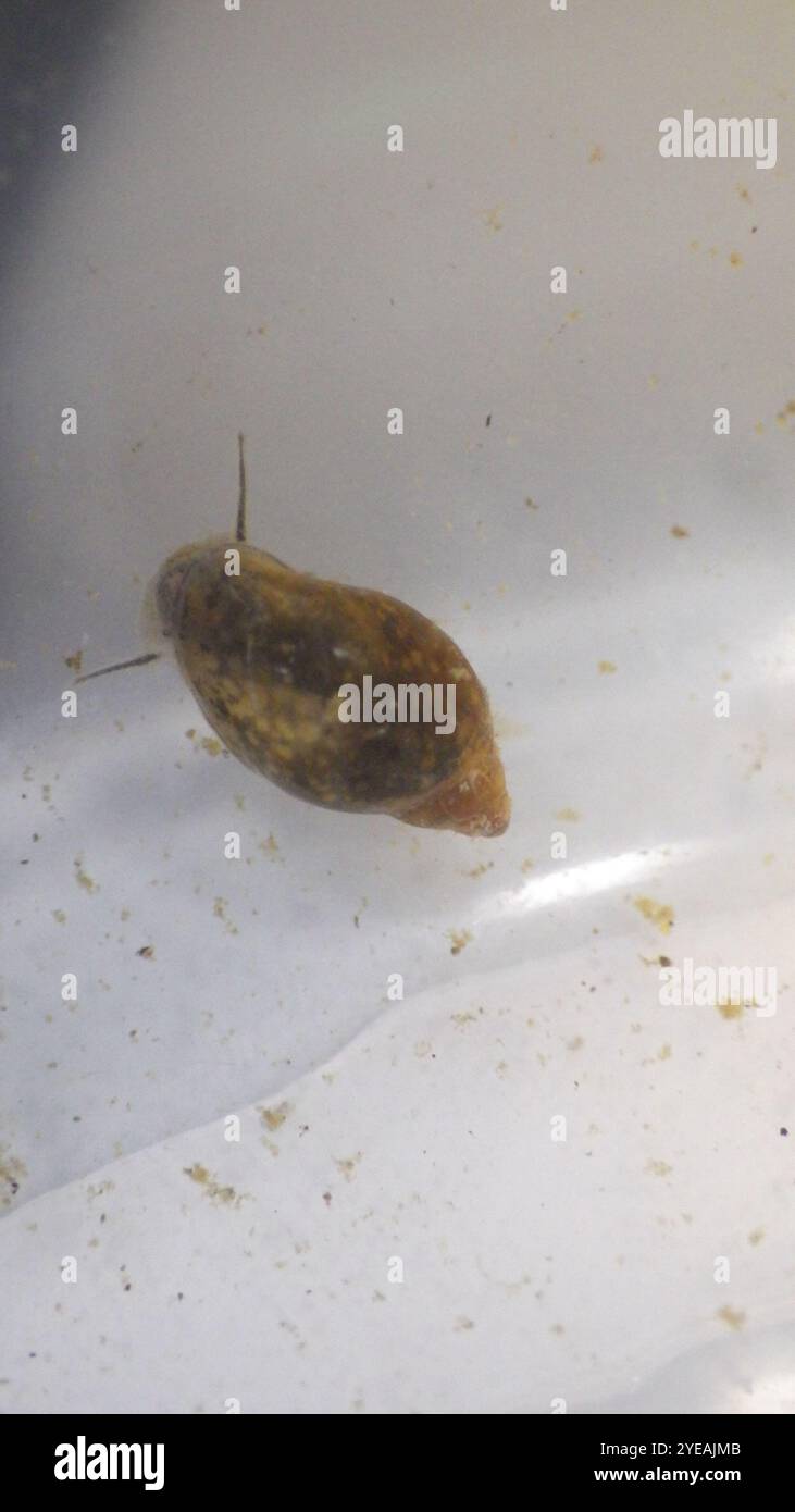 Bladder snails hi-res stock photography and images - Alamy