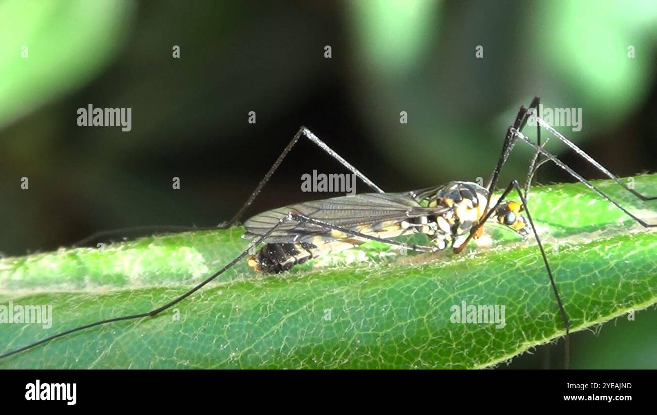 Typical Crane Flies (Tipuloidea Stock Photo - Alamy
