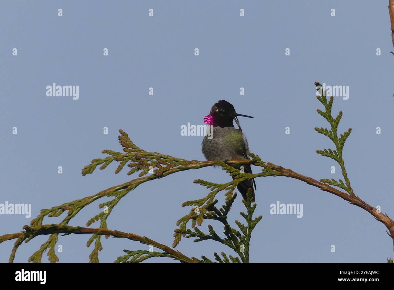 Anna's Hummingbird (Calypte anna Stock Photo - Alamy