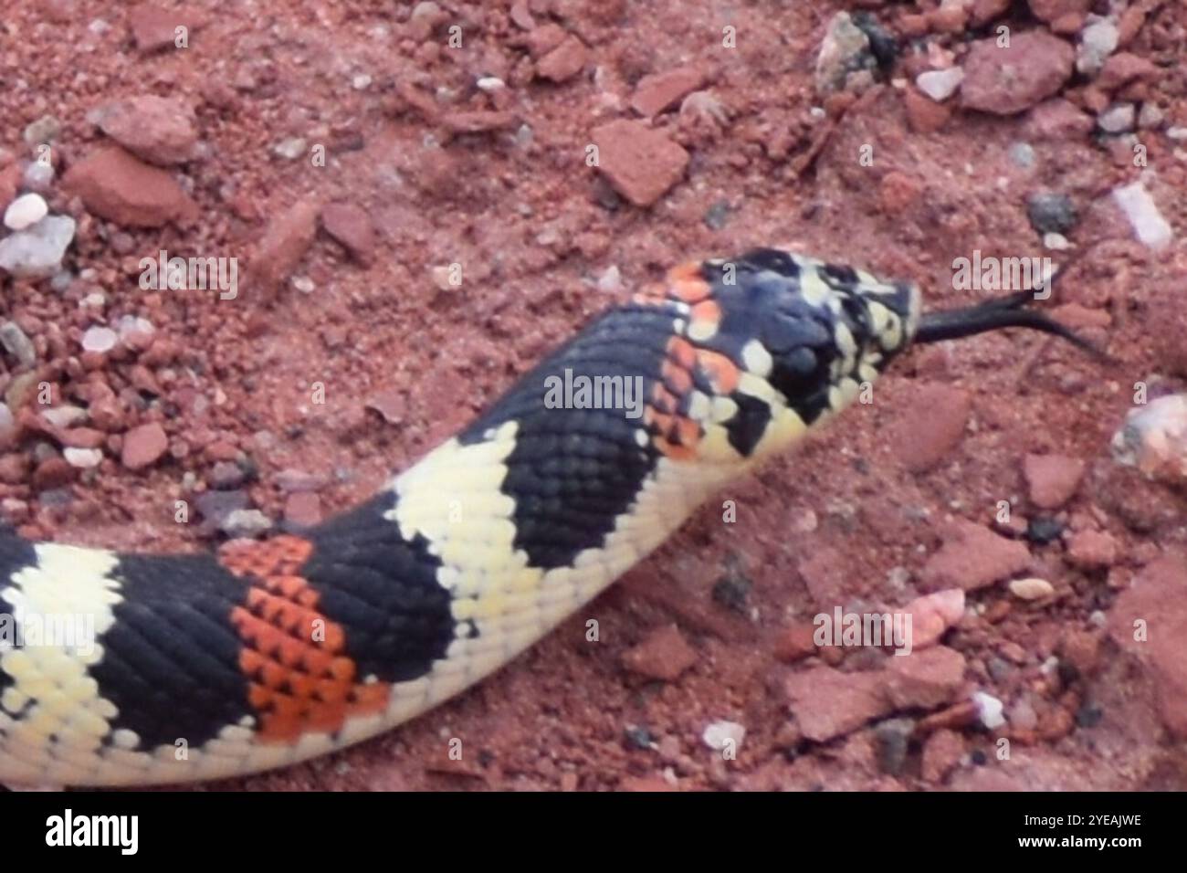 Ringed Hognose Snake (Xenodon semicinctus Stock Photo - Alamy
