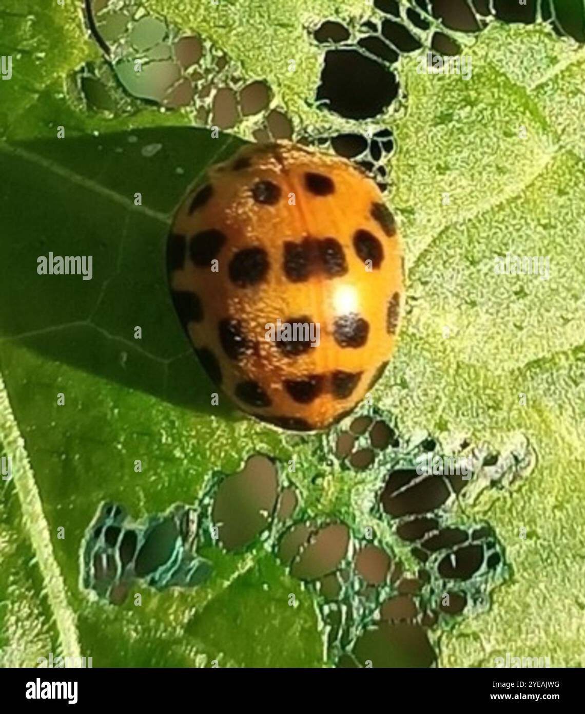 Hadda Beetle (Henosepilachna vigintioctopunctata Stock Photo - Alamy