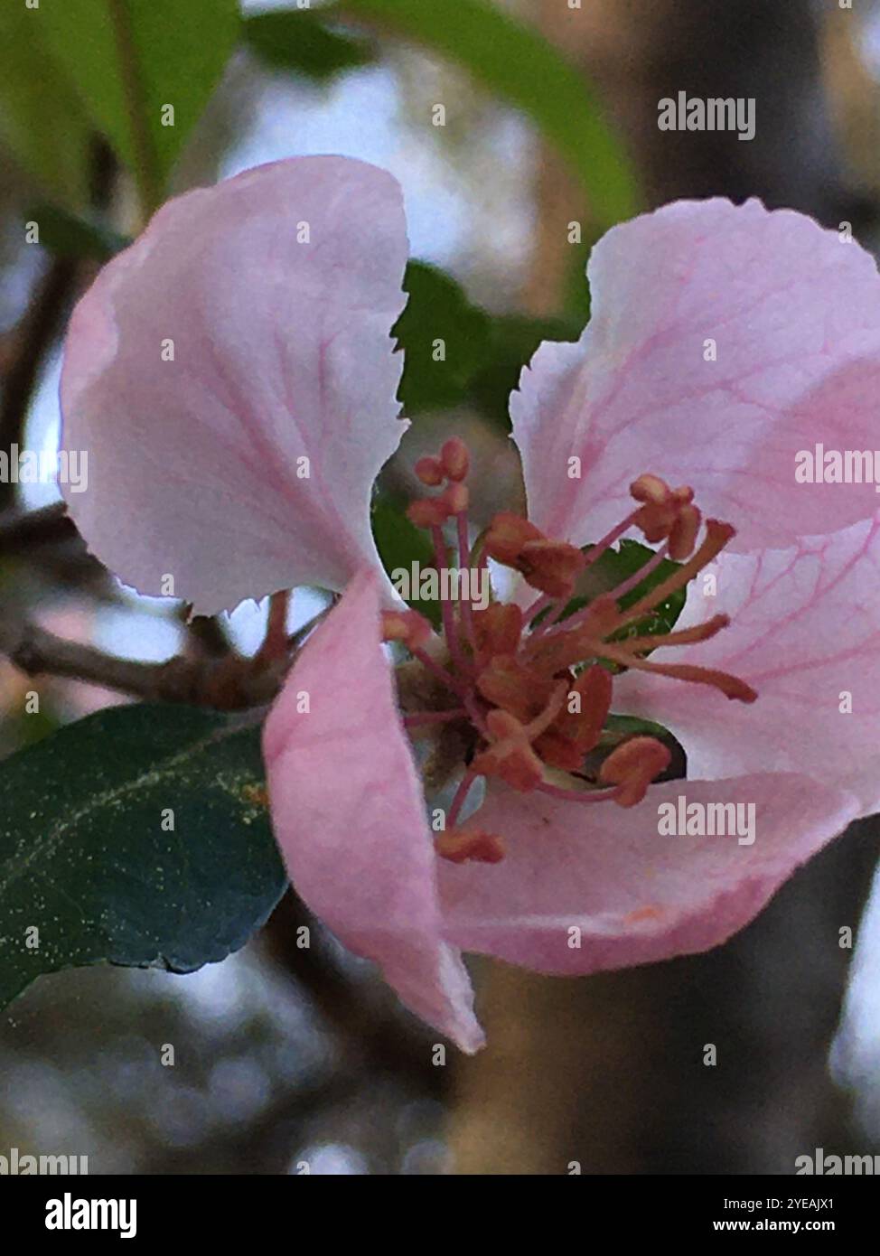 southern crabapple (Malus angustifolia Stock Photo - Alamy