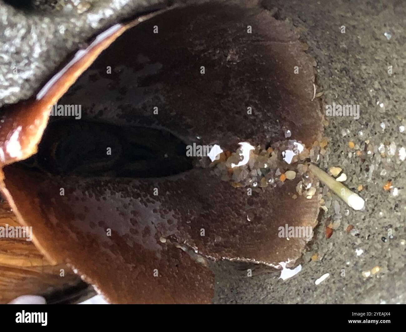 Penitella penita hi-res stock photography and images - Alamy