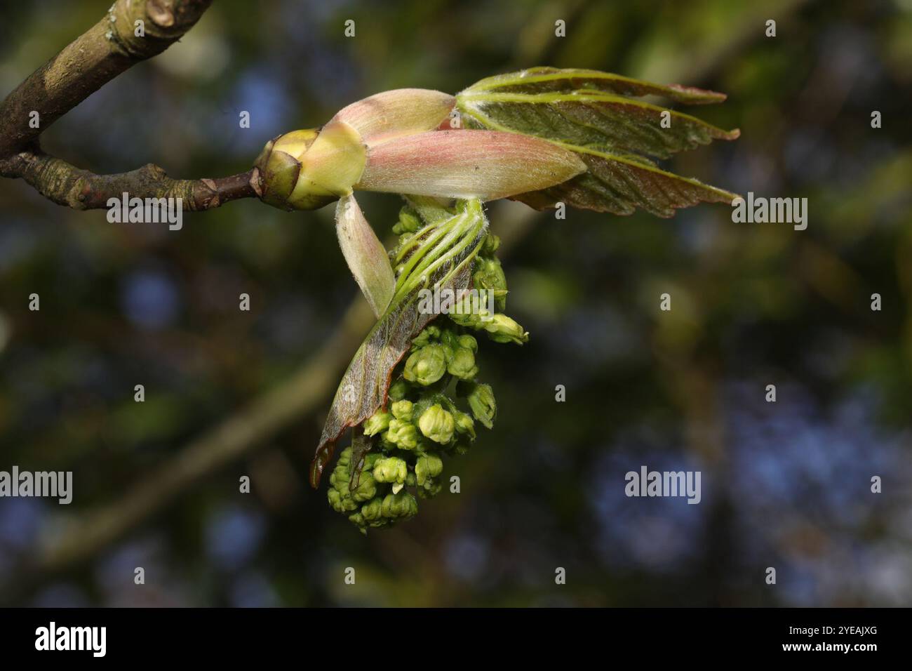 sycamore maple (Acer pseudoplatanus Stock Photo - Alamy