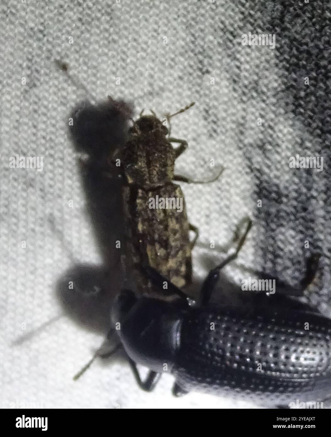 Two-horned Powder-post Beetle (Lichenophanes bicornis Stock Photo - Alamy