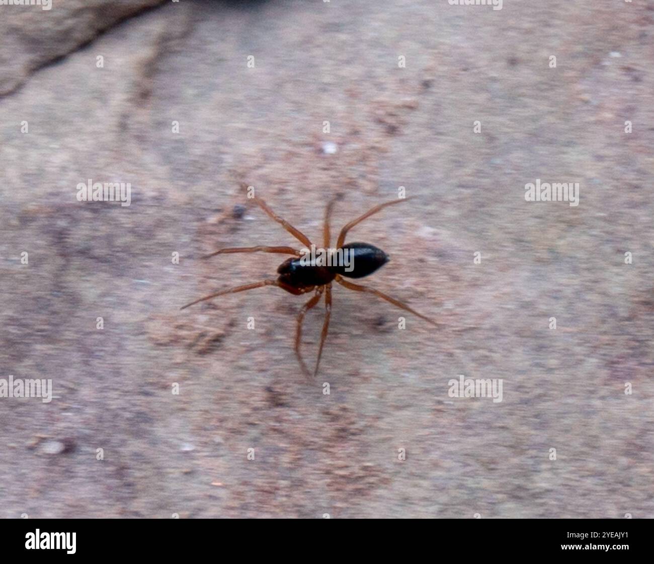 Sheetweb and Dwarf Weavers (Linyphiidae Stock Photo - Alamy