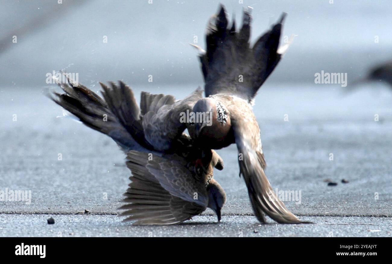 Spotted Dove (Spilopelia chinensis Stock Photo - Alamy